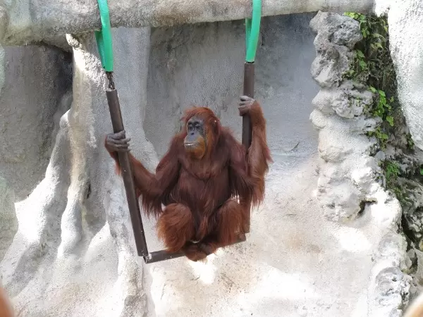 Monkey Jungle, Homestead