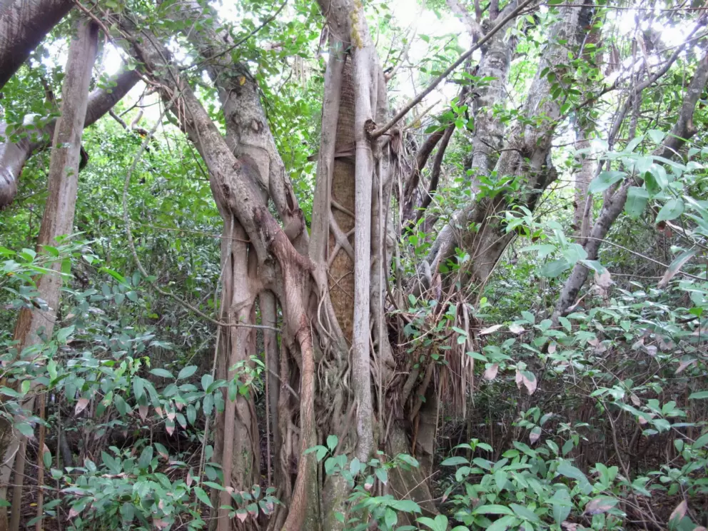 Gumbo Limbo Nature Center, Boca Raton Gallery